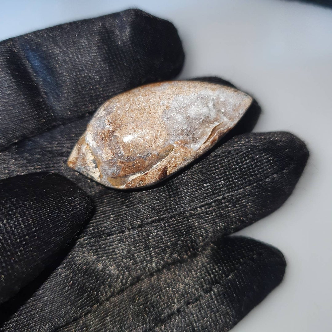 Moganite Conidae Shell Fossil, Tulip Agate, Druzy Shell Chalcedony ...