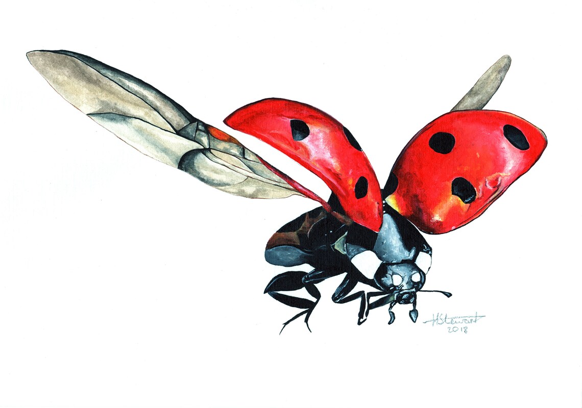 Ladybird, Ladybird Print, Ladybird Painting, Ladybird Artwork, Insect ...