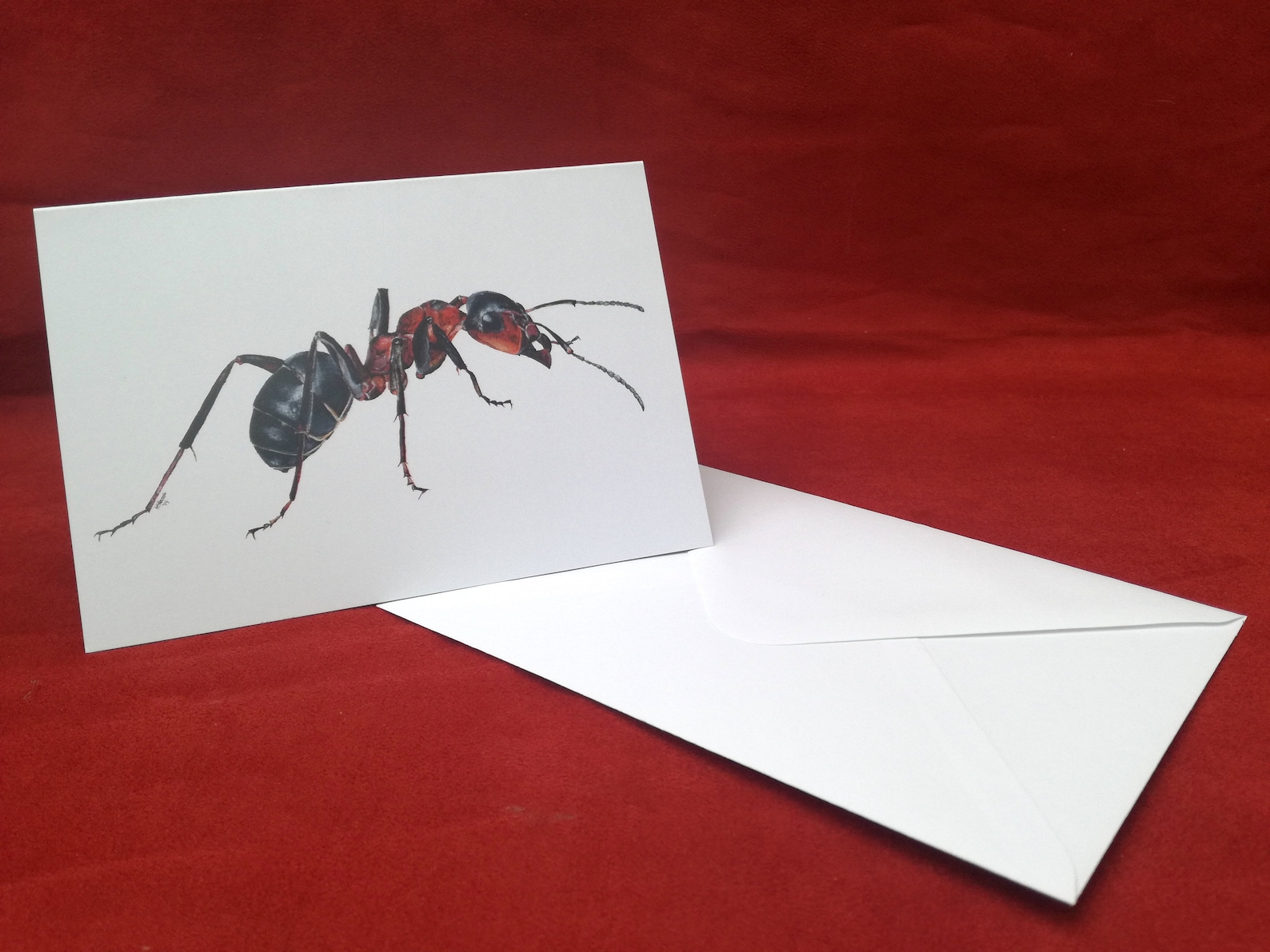 Ant Card, Greetings Card, Insect Card, Bug Card, Animal Cards, Blank ...