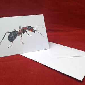 Ant Card, Greetings Card, Insect Card, Bug Card, Animal Cards, Blank ...