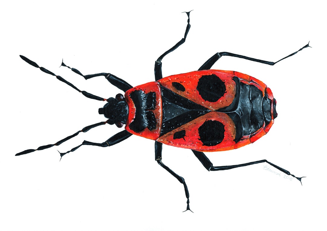 Fire Bug, Fire Bug Print, Bug Print, Bug Artwork, Bug Painting, Fire ...
