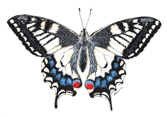 Spicebush Swallowtail Butterfly Drawing