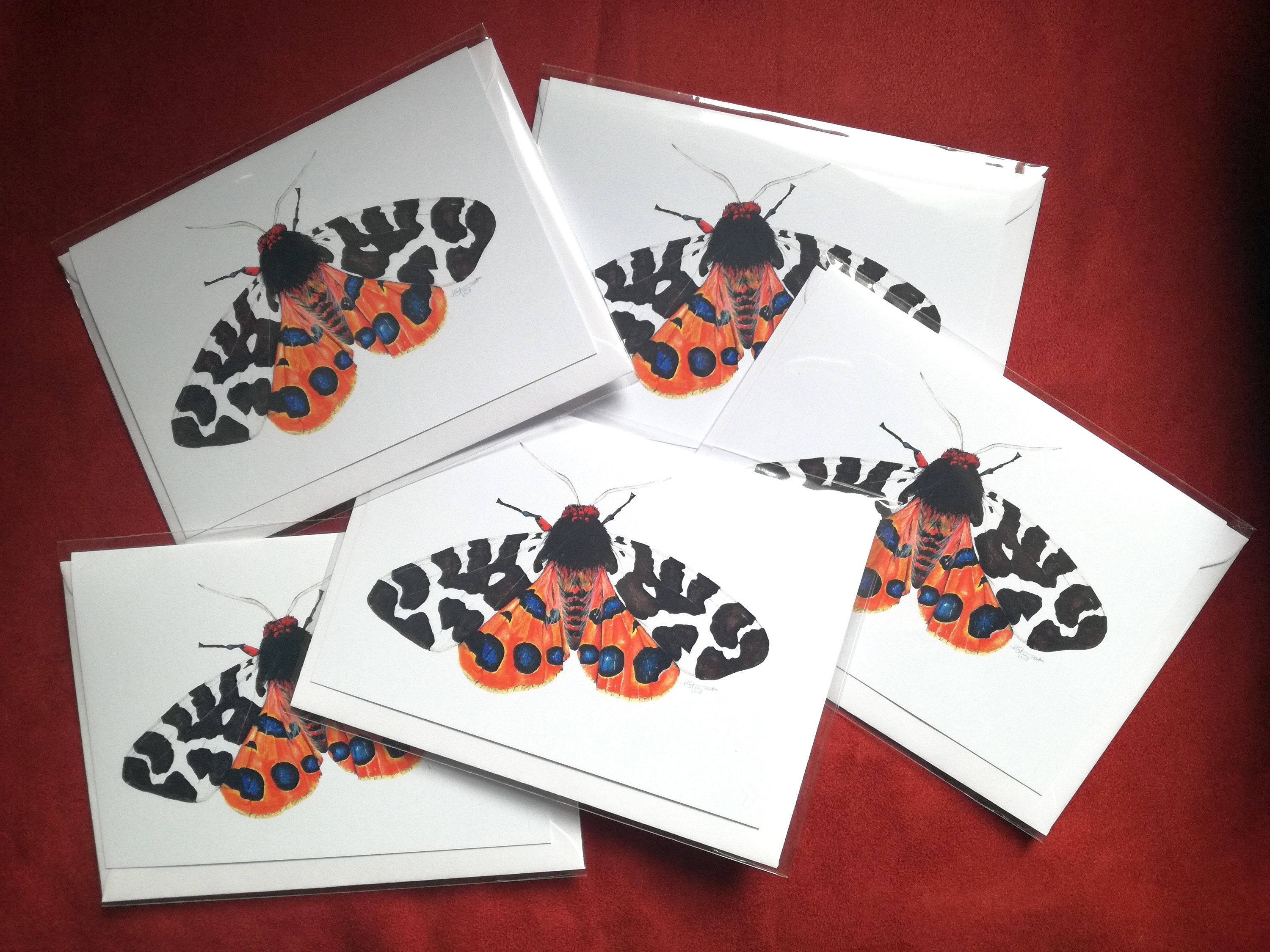 Garden Tiger Moth Card,moth Card, Greetings Card, Insect Card, Bug Card ...