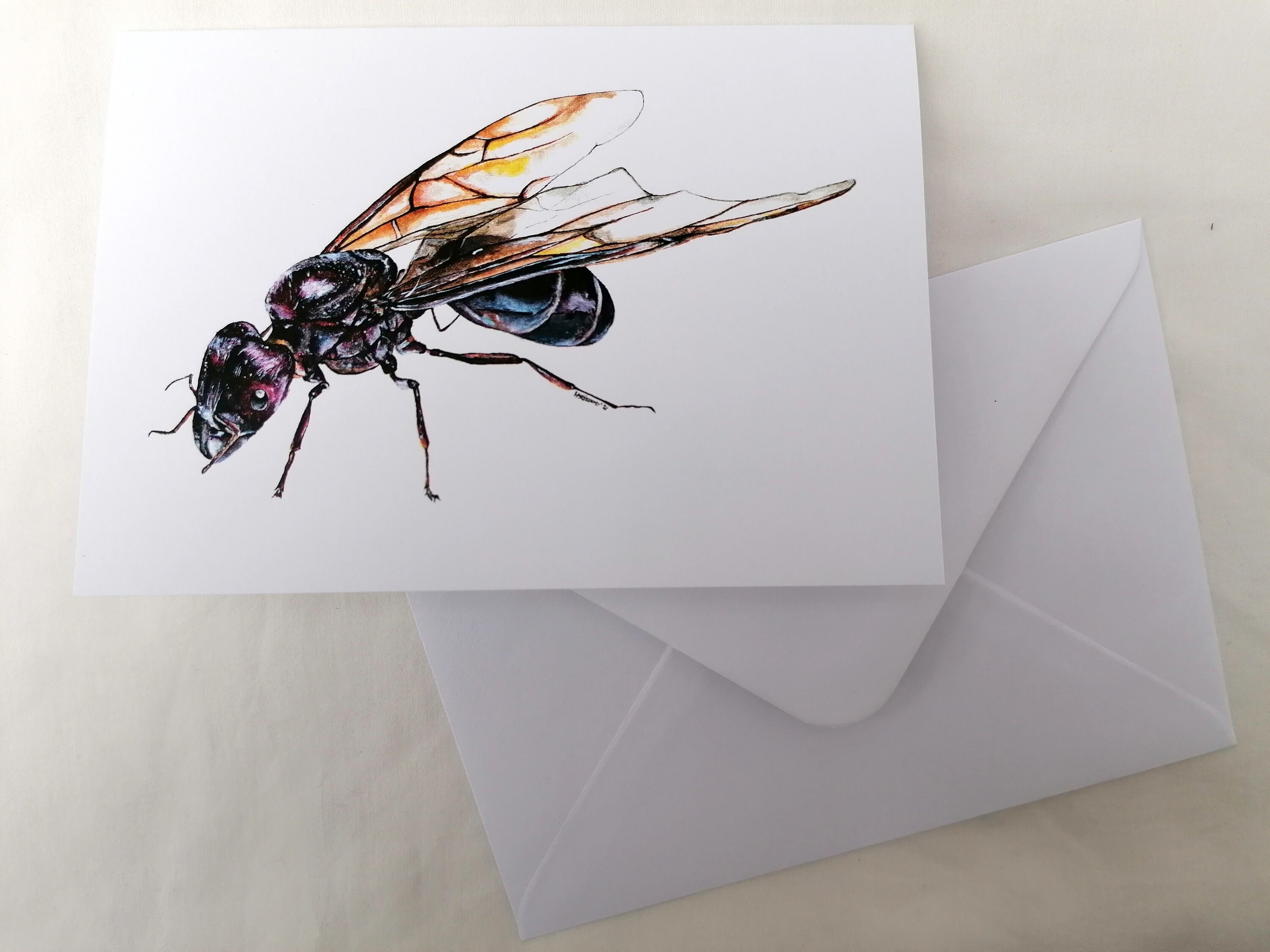 Flying Ant Card, Greetings Card, Insect Card, Bug Card, Animal Cards ...