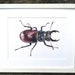 Stag Beetle Print, Beetle Artwork, Beetle Painting, Stag Beetle, Beetle ...