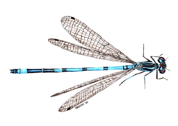 Damselfly Drawing