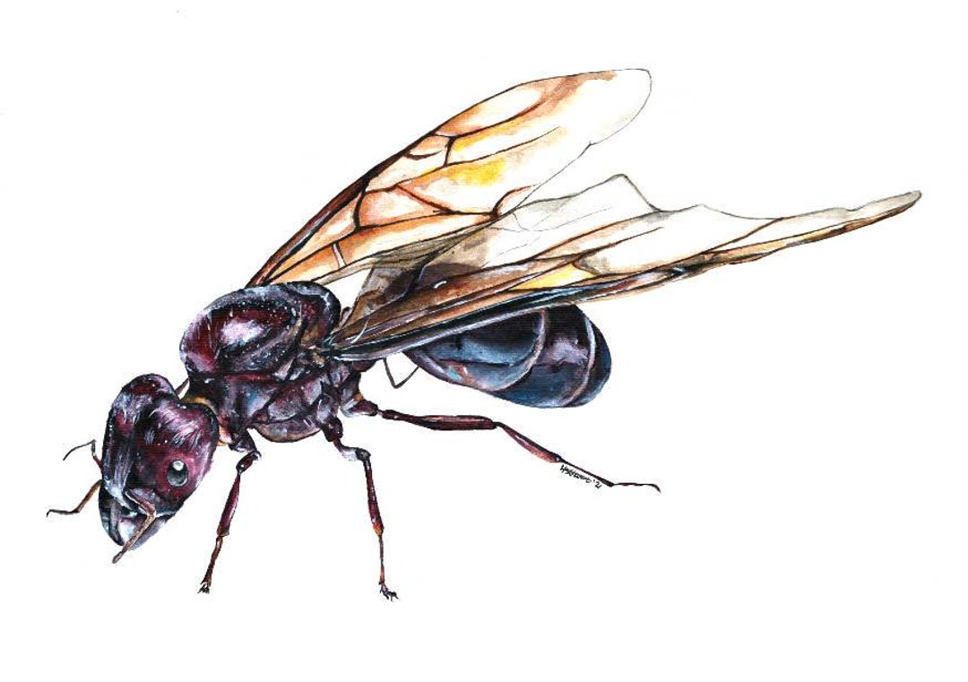Original Flying Ant Painting, Ant Artwork, Ant Painting, Insect ...