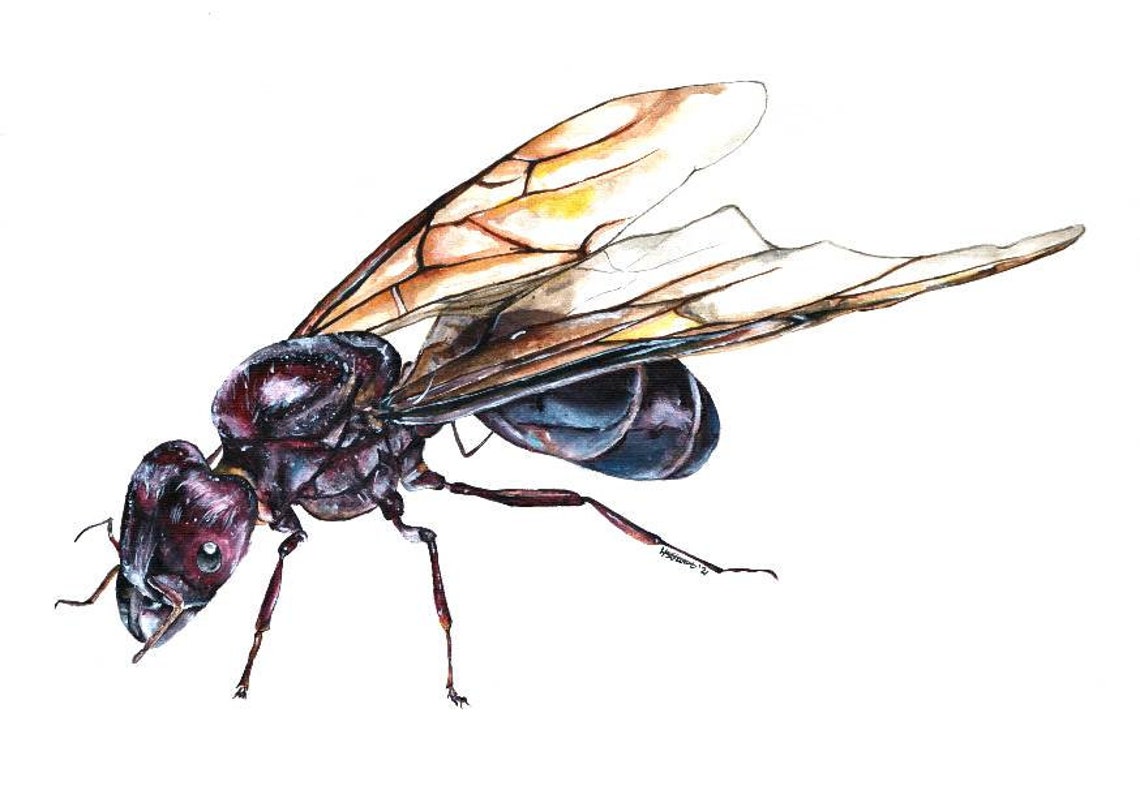 Original Flying Ant Painting, Ant Artwork, Ant Painting, Insect ...