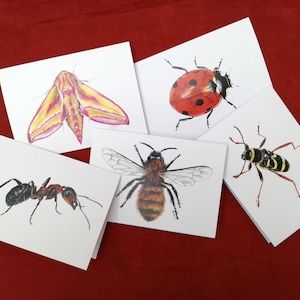 Elephant Hawk Moth Card, Moth Card, Greetings Card, Insect Card, Bug ...