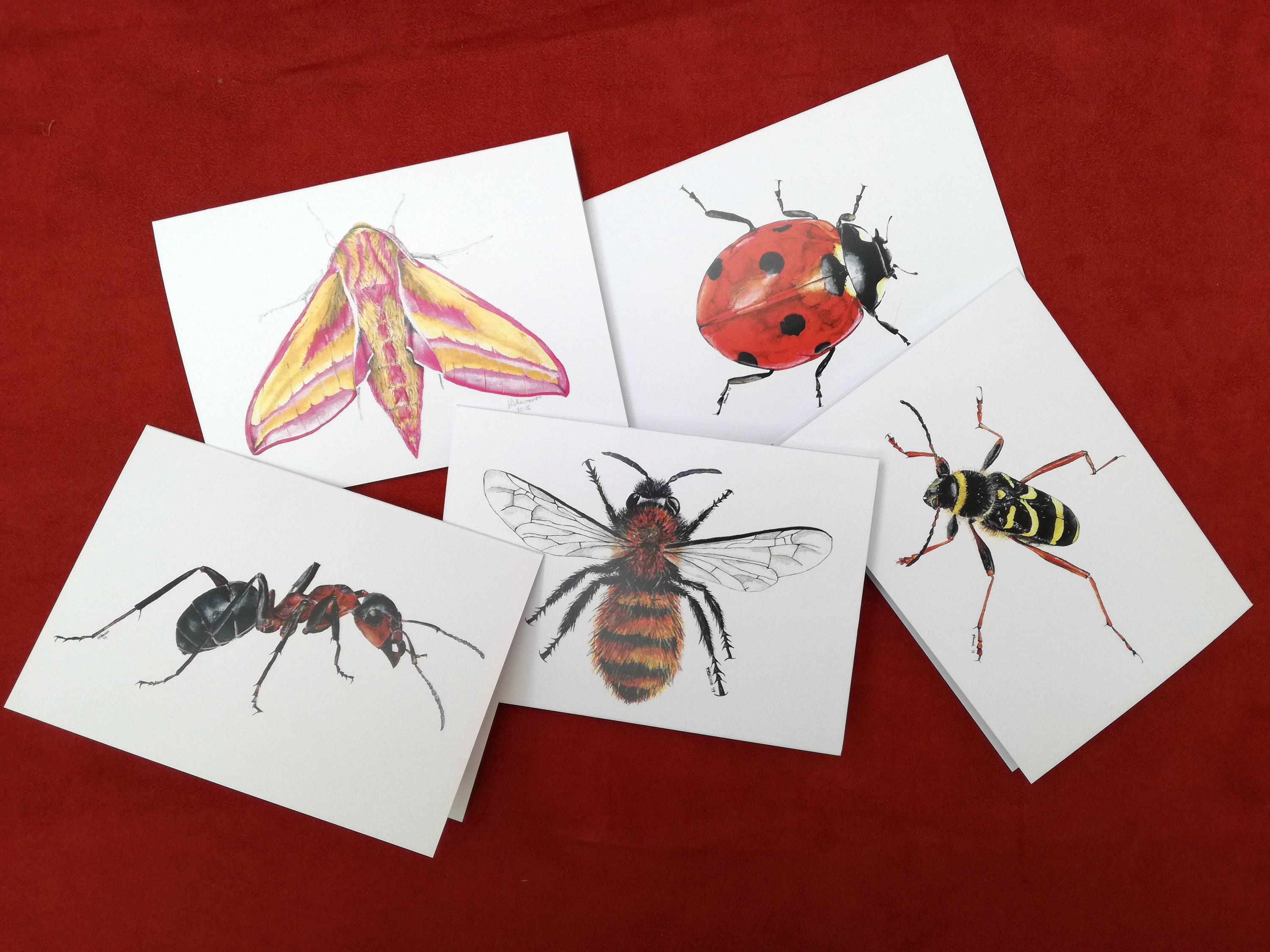 Elephant Hawk Moth Card Moth Card Greetings Card Insect - Etsy