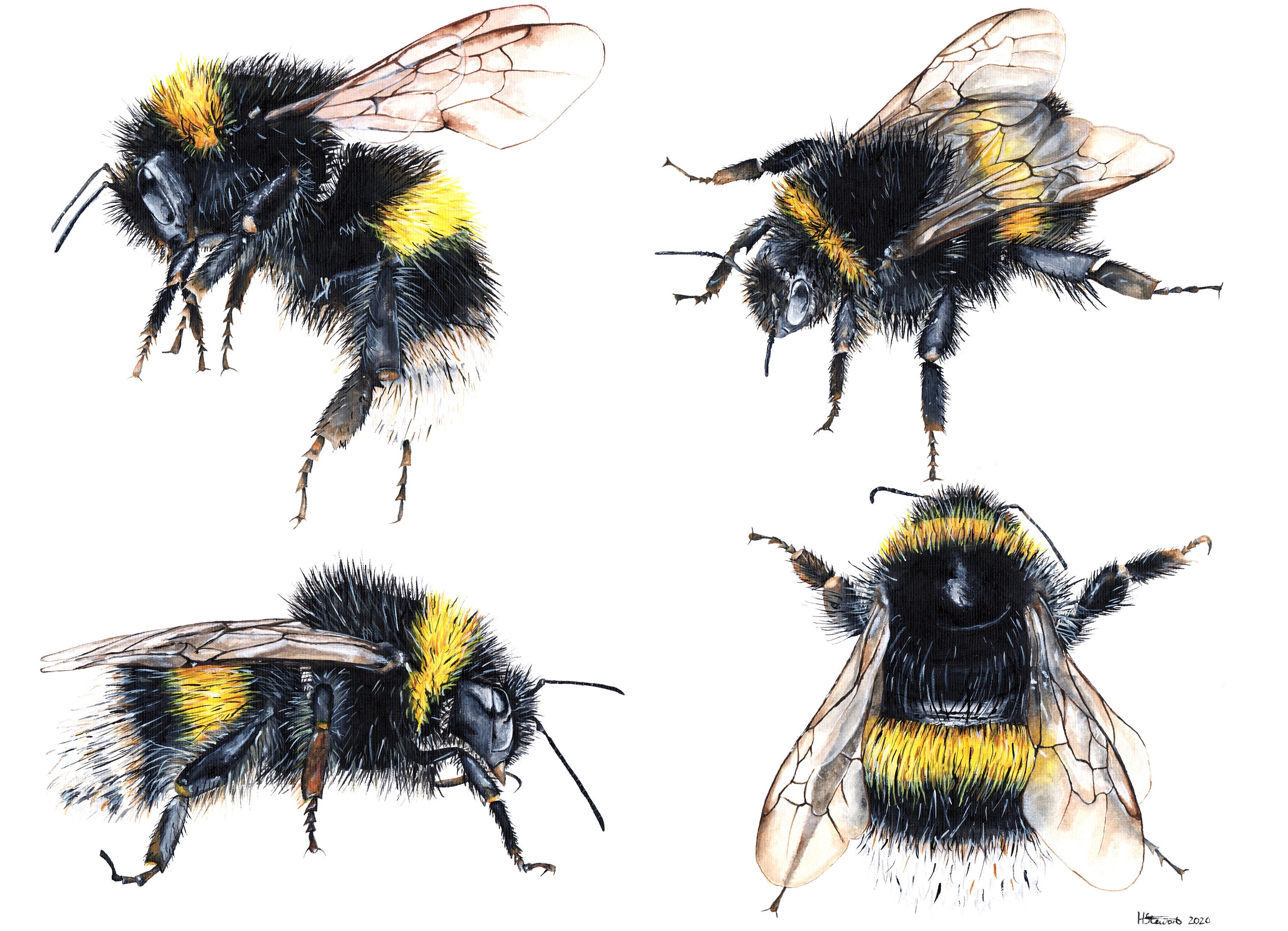 Original Bee Painting, Bee Artwork, Bee Painting, Bumblebee Painting ...