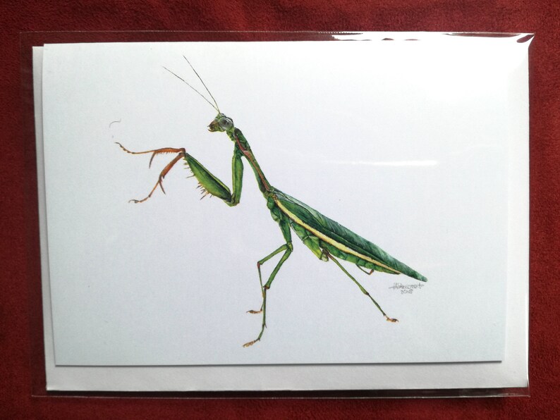 Praying Mantis Card Greetings Card Insect Card Bug Card - Etsy UK