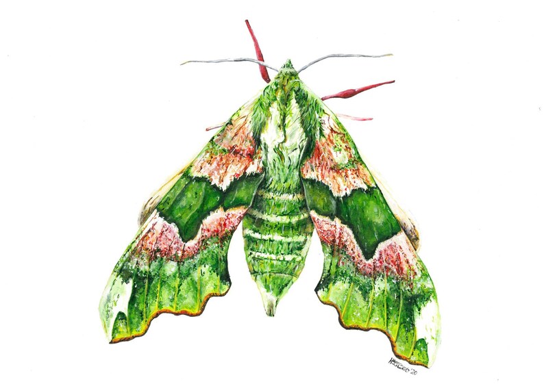 Lime Hawk Moth, Original Moth Painting, Moth Artwork, Moth Painting ...