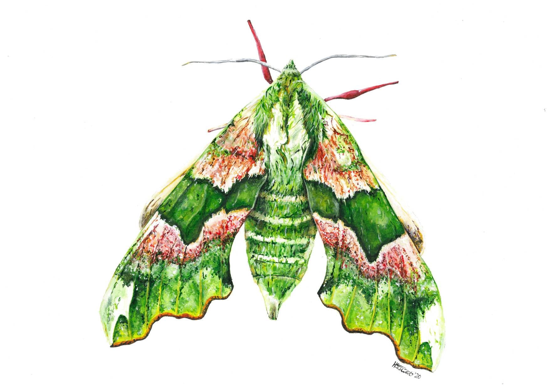 Lime Hawk Moth, Original Moth Painting, Moth Artwork, Moth Painting ...