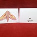 Elephant Hawk Moth Card, Moth Card, Greetings Card, Insect Card, Bug ...