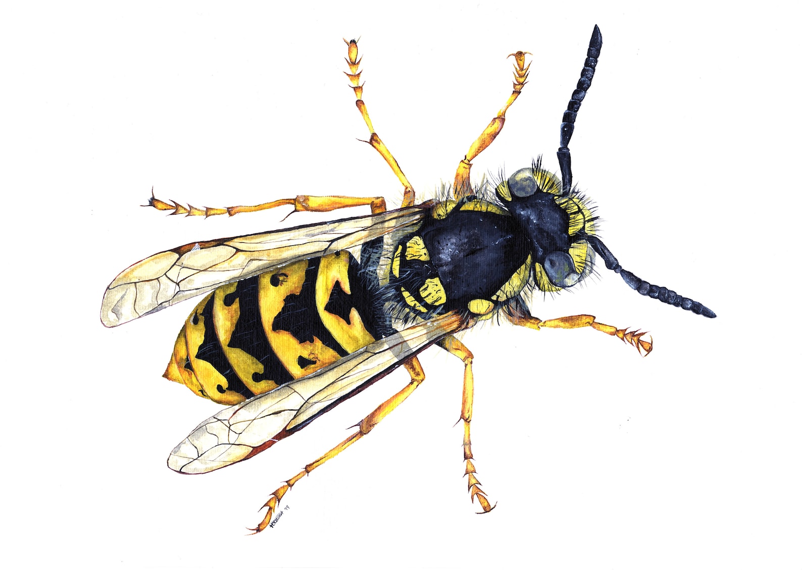 Wasp, Wasp Print, Wasp Painting, Wasp Artwork, Insect Artwork, Insect ...