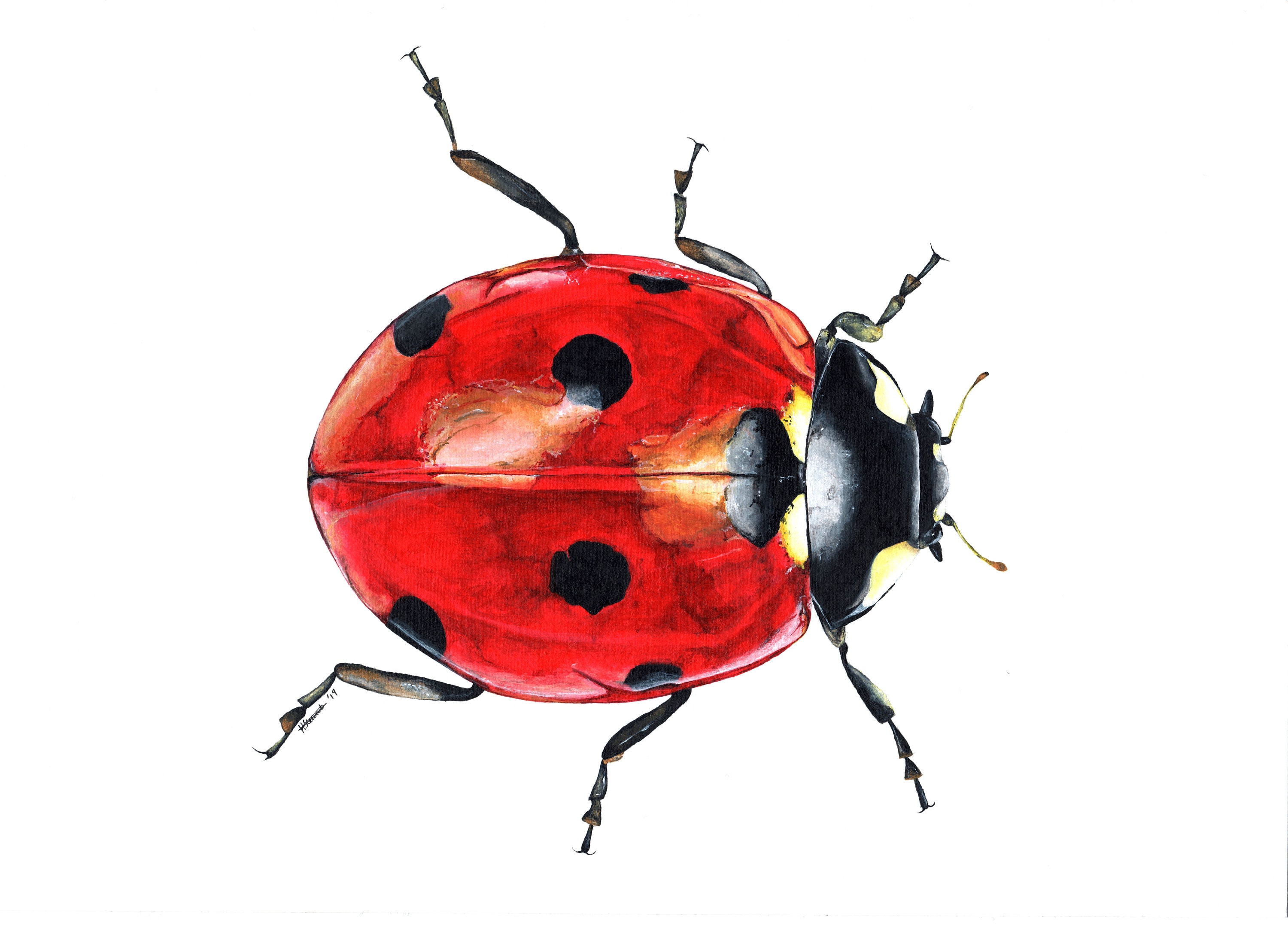 Acrylic Ladybird Painting, Ladybird, Ladybird Painting, Ladybird ...