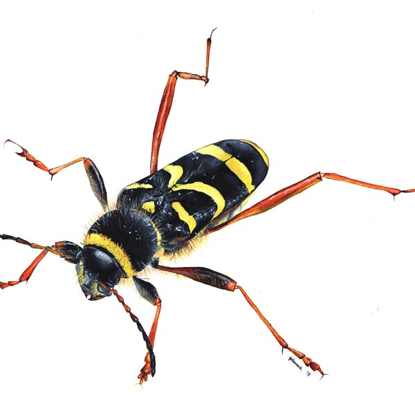 Wasp, Wasp Print, Wasp Painting, Wasp Artwork, Insect Artwork, Insect ...