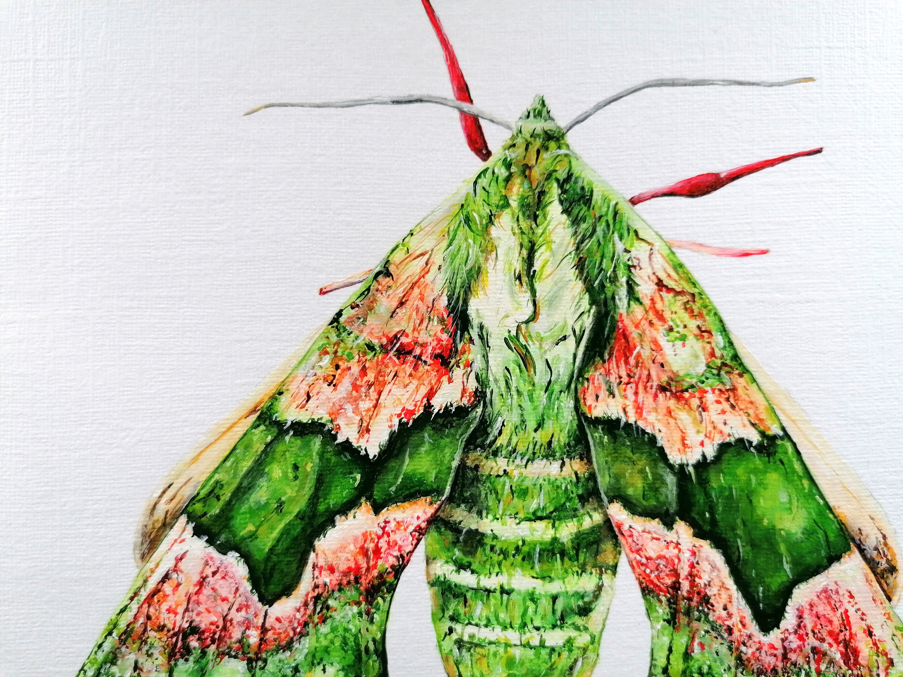 Lime Hawk Moth, Original Moth Painting, Moth Artwork, Moth Painting ...