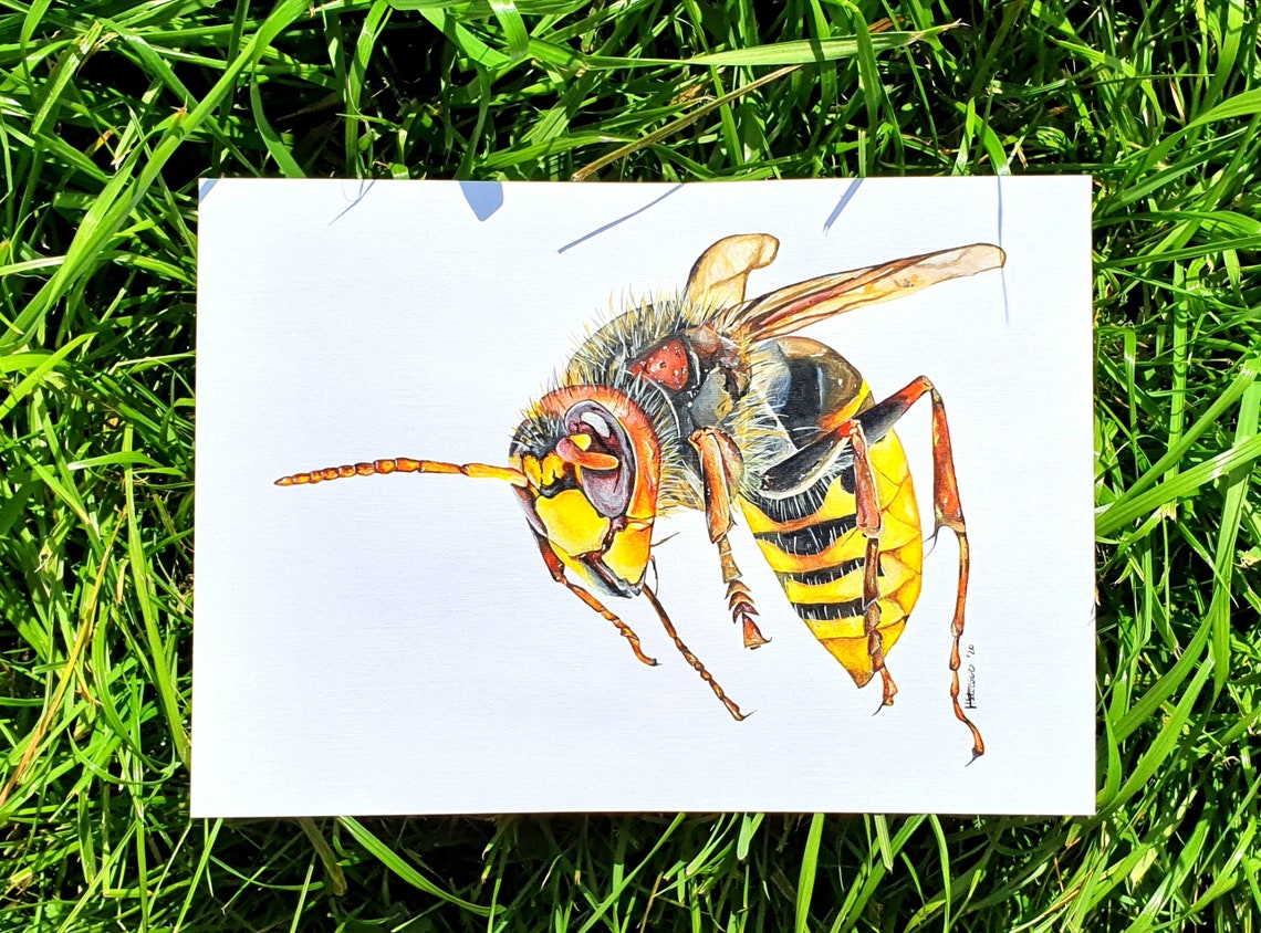 Hornet, Original Hornet Painting, Hornet Artwork, Insect Artwork ...