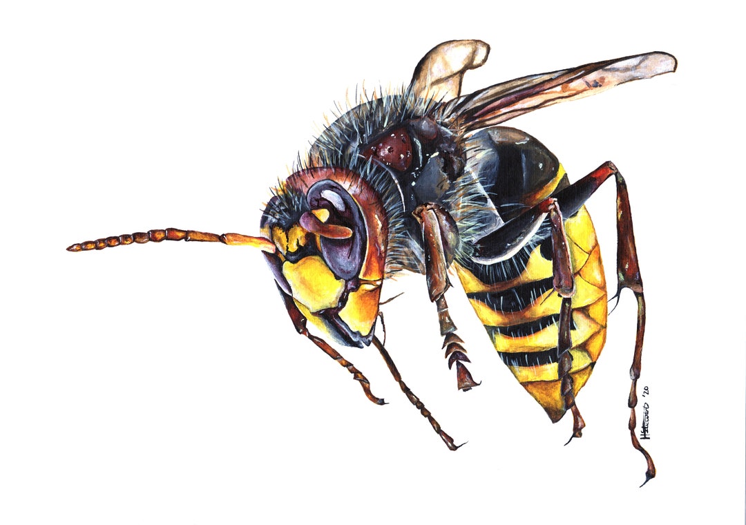 Hornet, Original Hornet Painting, Hornet Artwork, Insect Artwork ...