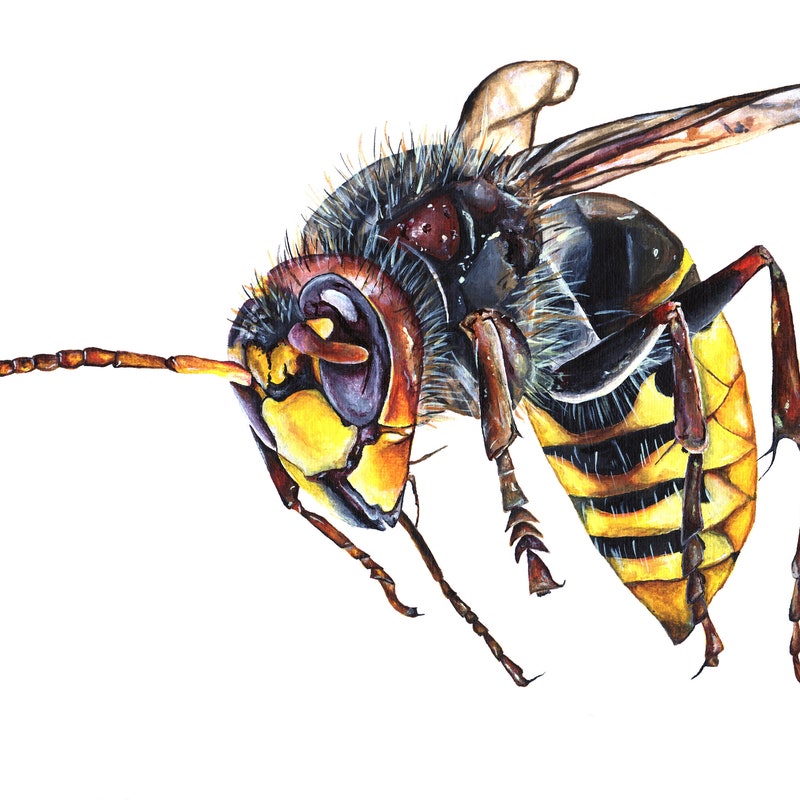 Insect Painting - Etsy