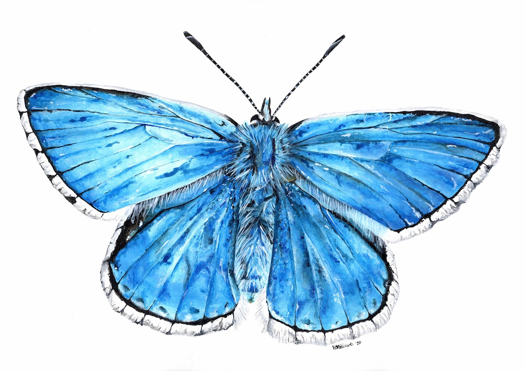 Adonis Blue Butterfly, Original Butterfly Painting, Butterfly Painting ...