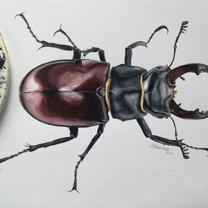 Stag Beetle Print, Beetle Artwork, Beetle Painting, Stag Beetle, Beetle ...