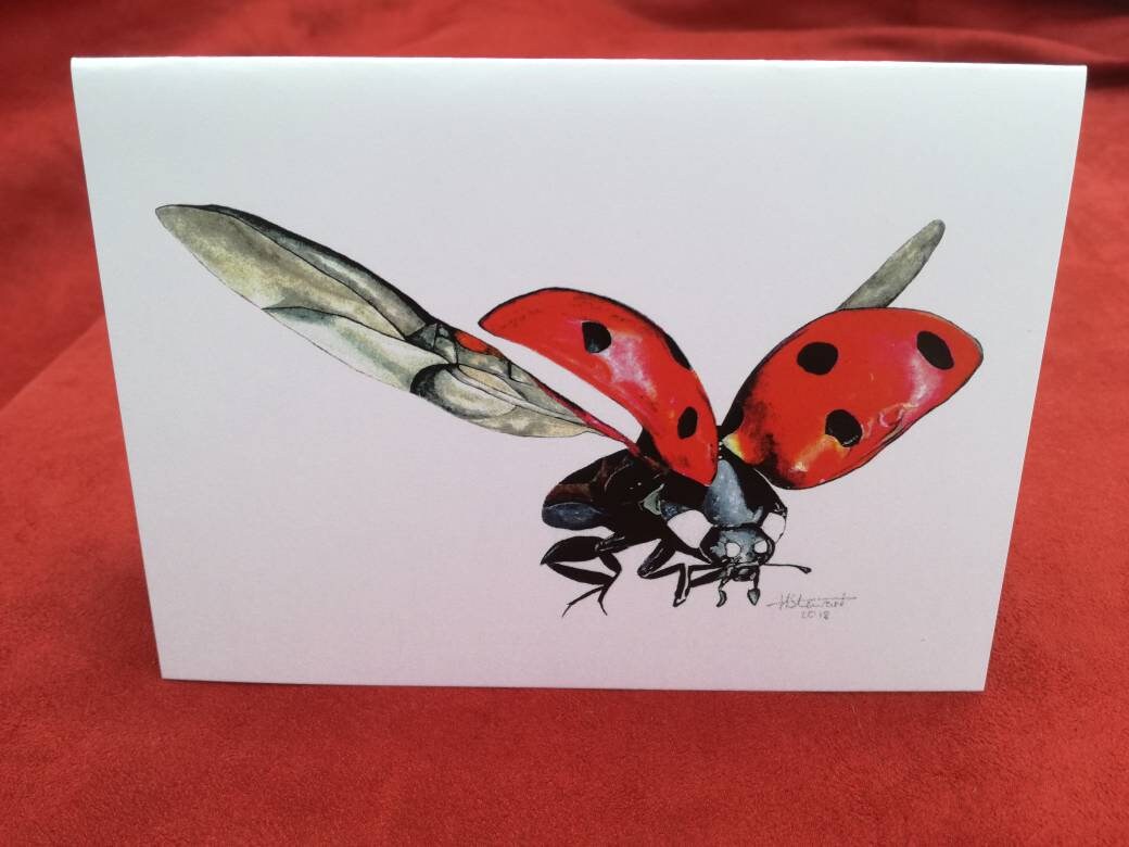 Ladybird Card, Ladybug Card, Greetings Card, Insect Card, Bug Card ...
