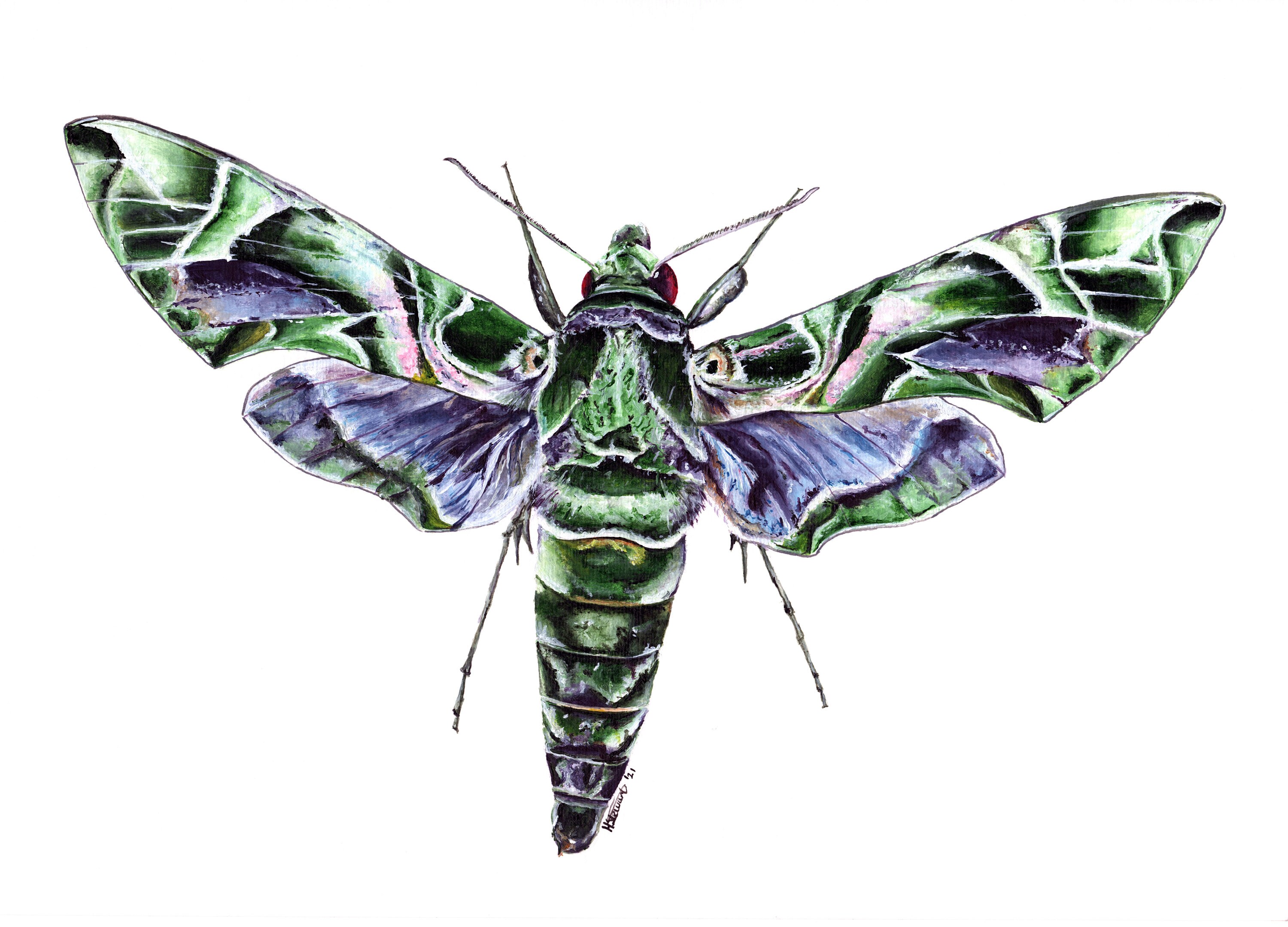 Oleander Hawk Moth Card, Moth Card, Greetings Card, Insect Card, Bug ...