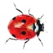 Ladybird, Ladybird Print, Ladybird Painting, Ladybird Artwork, Insect ...