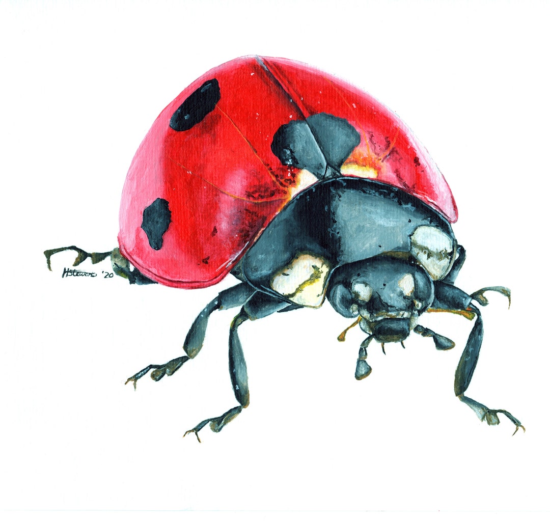 Ladybird Card, Ladybug Card, Greetings Card, Insect Card, Bug Card ...