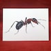 Ant Card Greetings Card Insect Card Bug Card Animal Cards | Etsy
