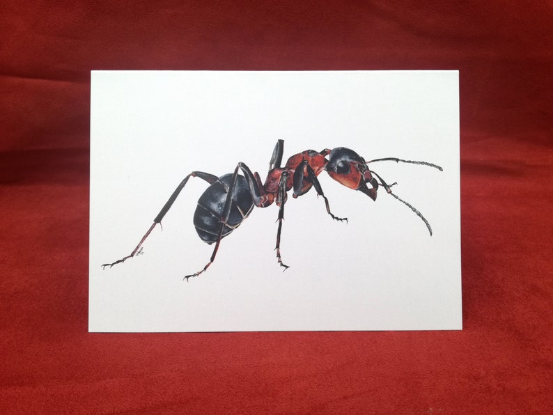 Ant Card, Greetings Card, Insect Card, Bug Card, Animal Cards, Blank ...
