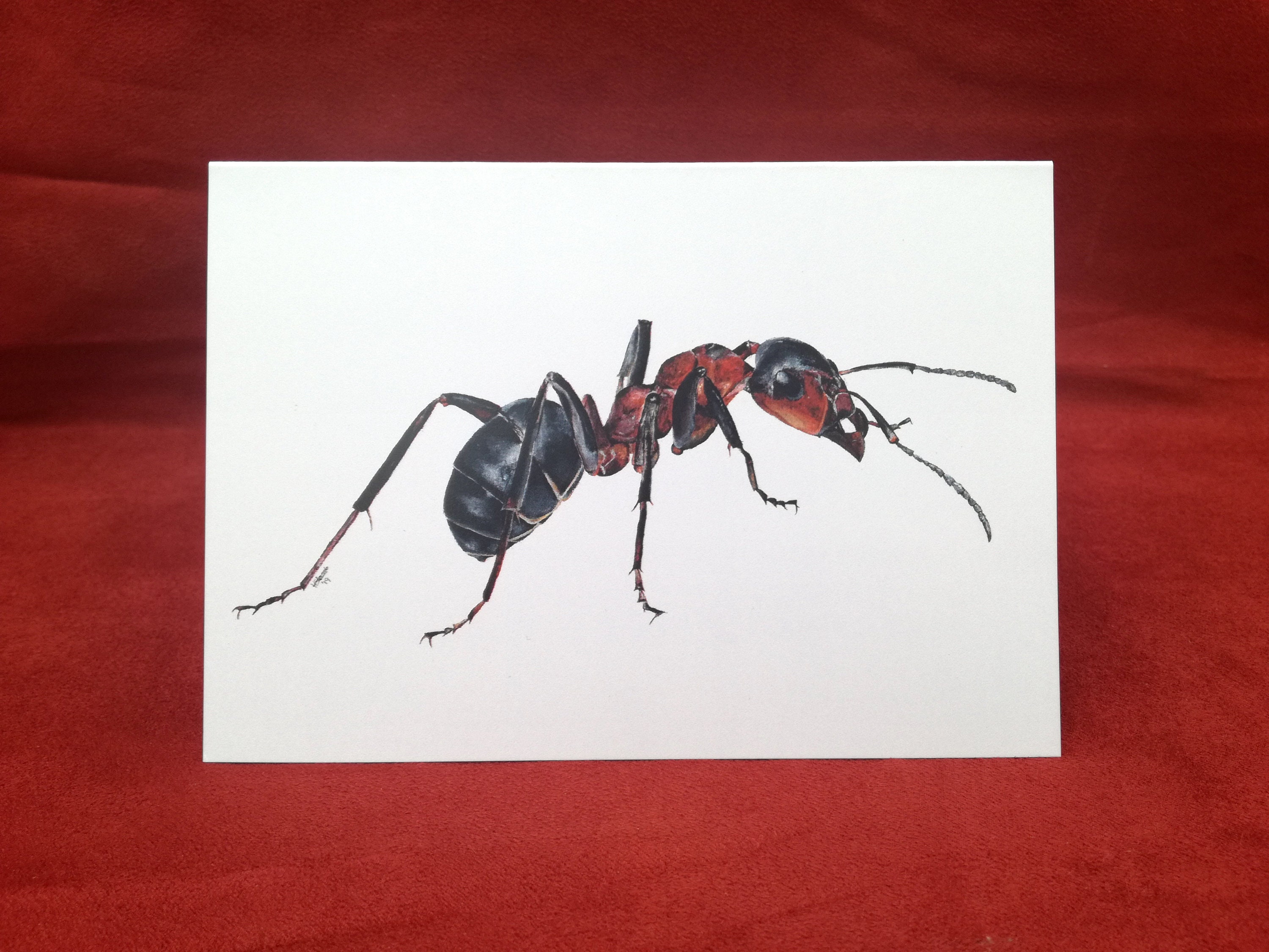 Ant Card, Greetings Card, Insect Card, Bug Card, Animal Cards, Blank ...