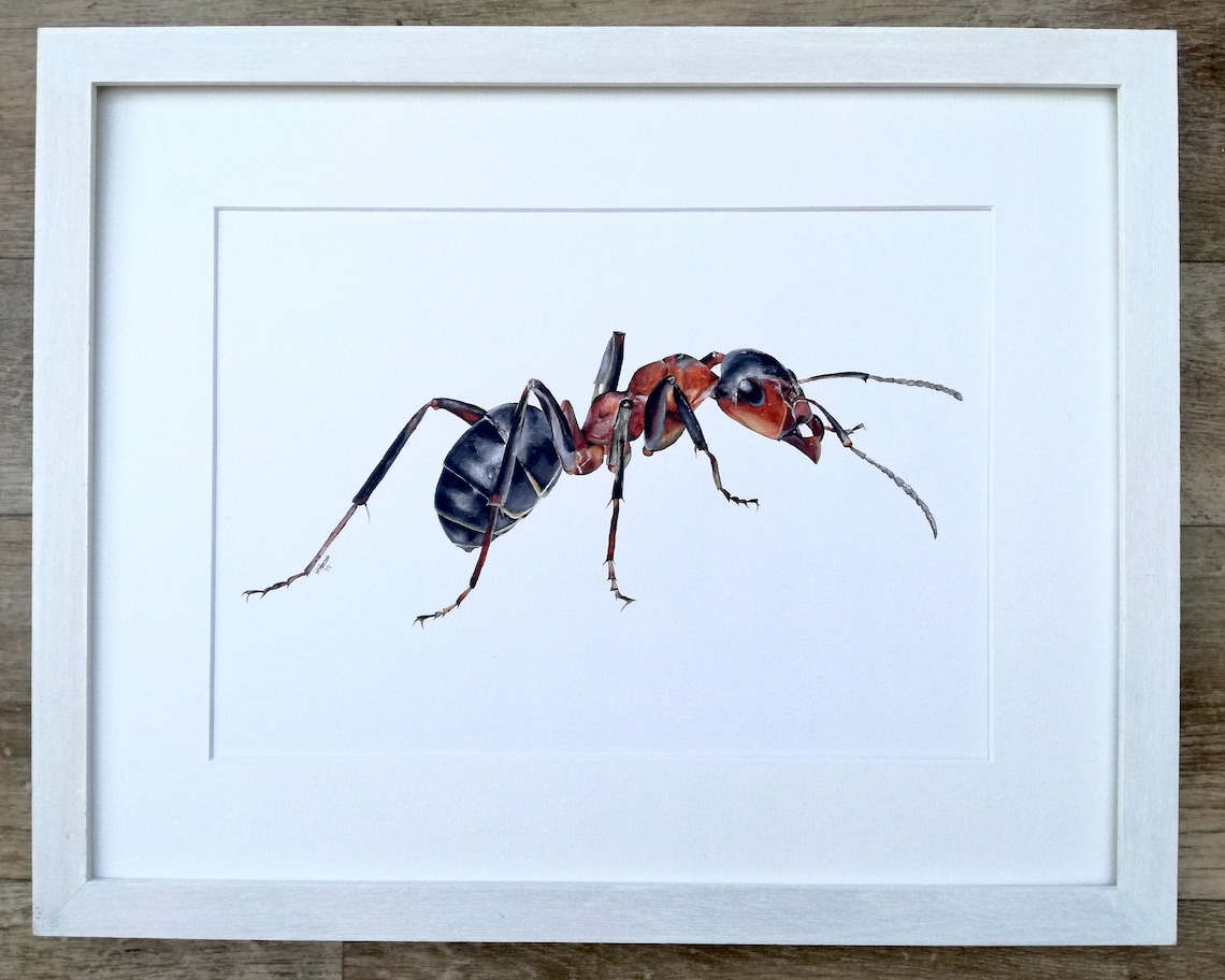 Ant, Ant Print, Bug Print, Bug Artwork, Bug Painting, Insect Print ...