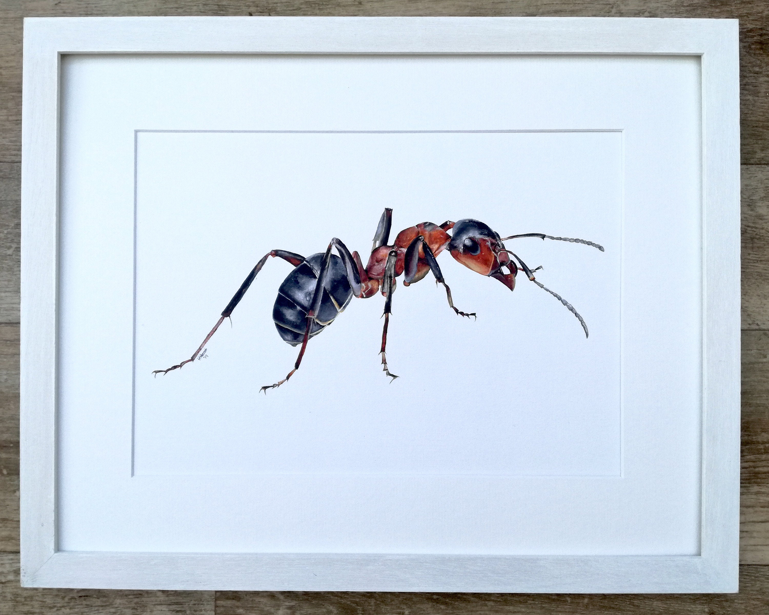 Ant, Ant Print, Bug Print, Bug Artwork, Bug Painting, Insect Print ...
