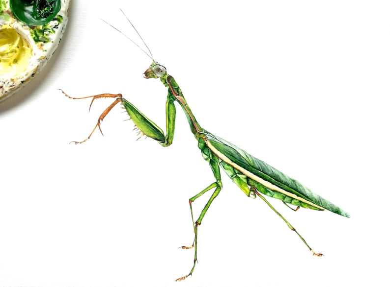 Praying Mantis, Praying Mantis Print, Praying Mantis Painting, Praying ...