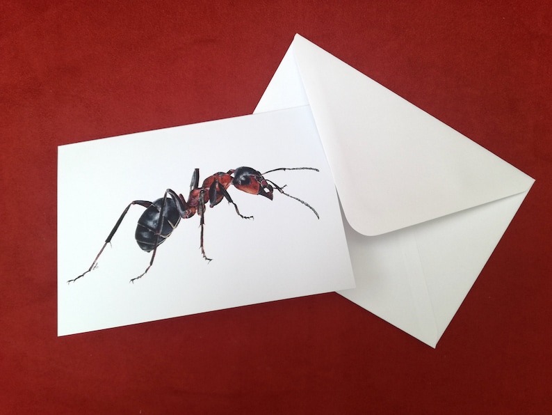 Ant Card, Greetings Card, Insect Card, Bug Card, Animal Cards, Blank ...