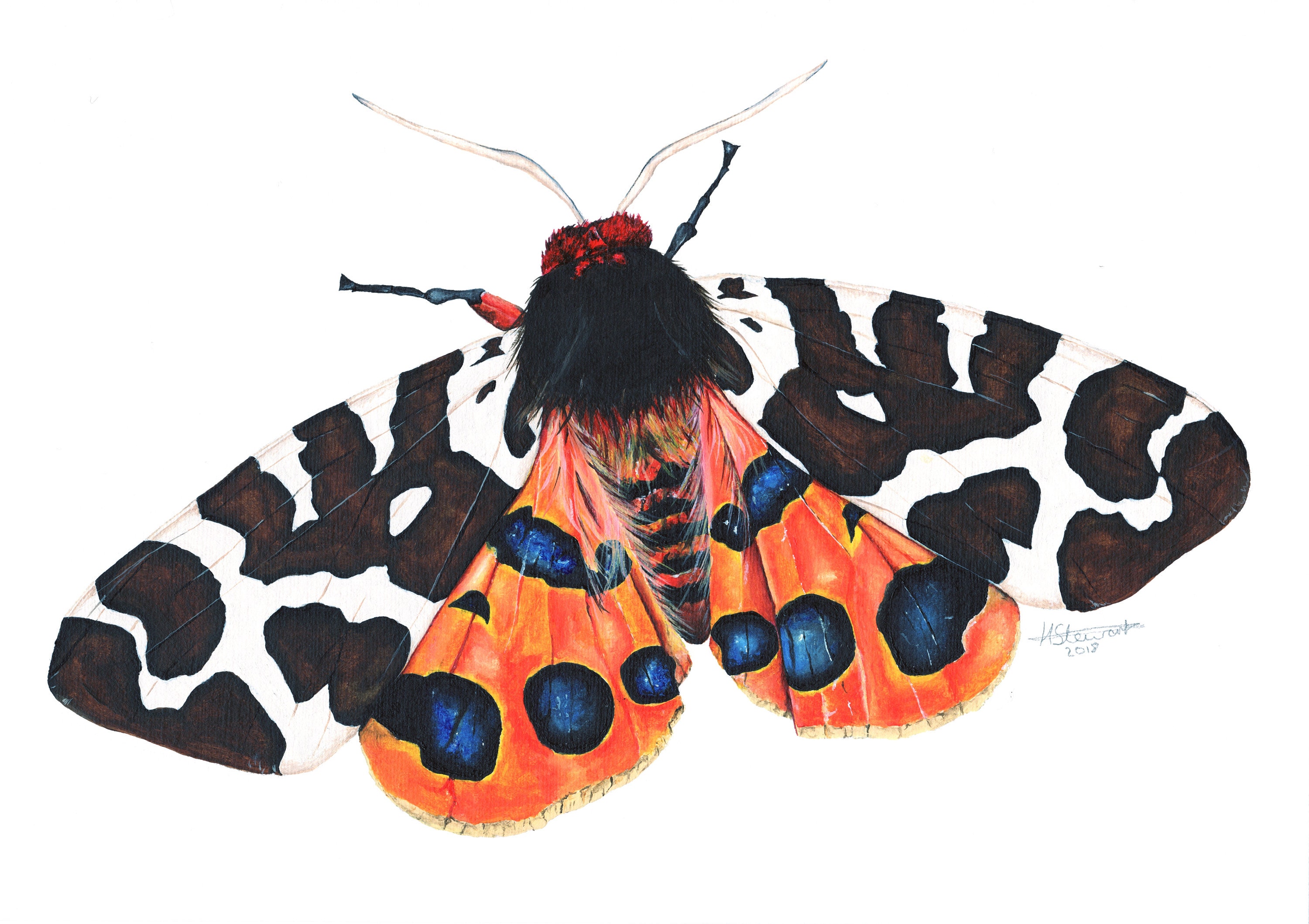 Garden Tiger Moth, Moth Print, Moth Artwork, Moth Painting, Insect ...