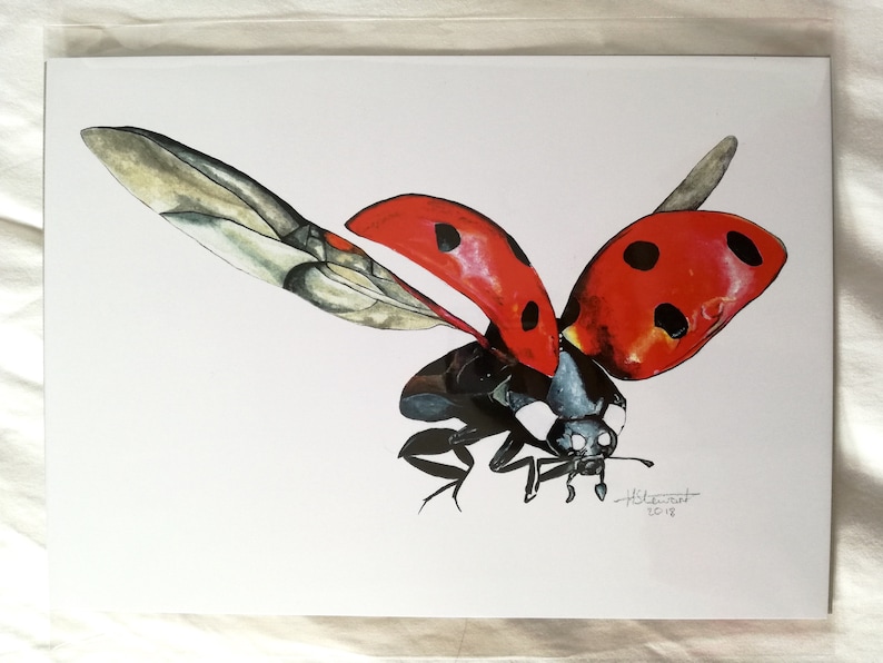Ladybird, Ladybird Print, Ladybird Painting, Ladybird Artwork, Insect ...