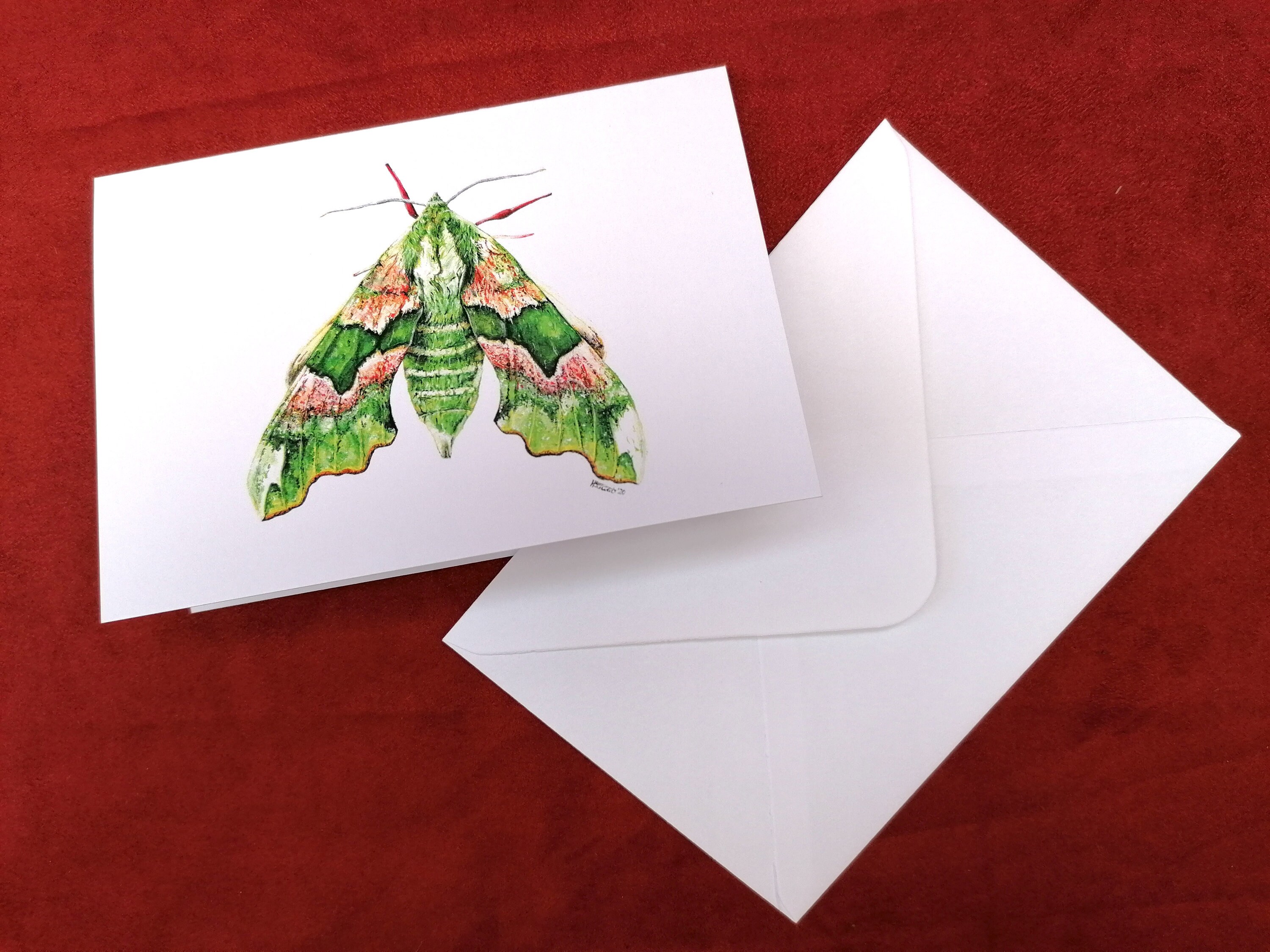 Lime Hawk Moth Card, Hawk Moth, Moth Card, Greetings Card, Insect Card ...