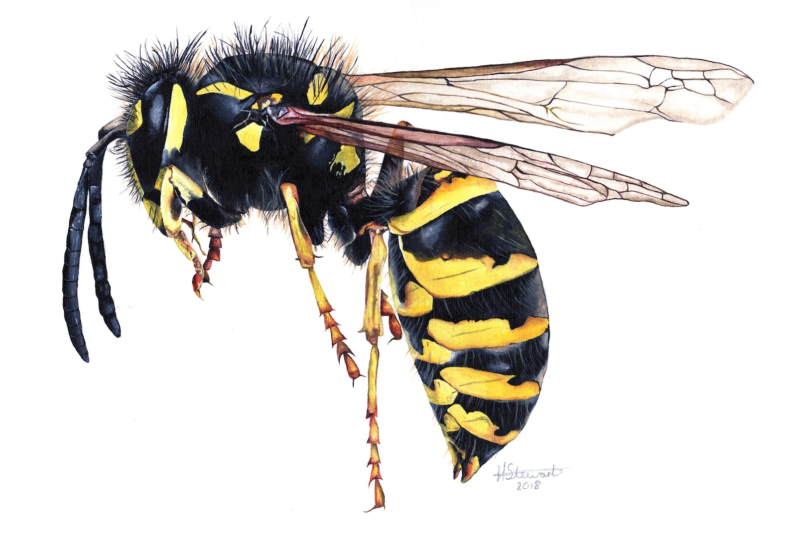 Wasp, Wasp Print, Wasp Painting, Wasp Artwork, Insect Artwork, Insect ...