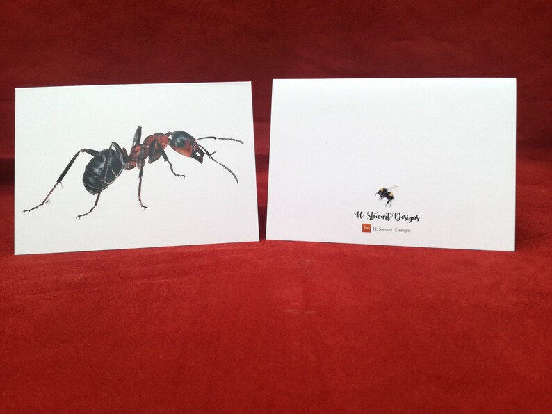 Ant Card, Greetings Card, Insect Card, Bug Card, Animal Cards, Blank ...