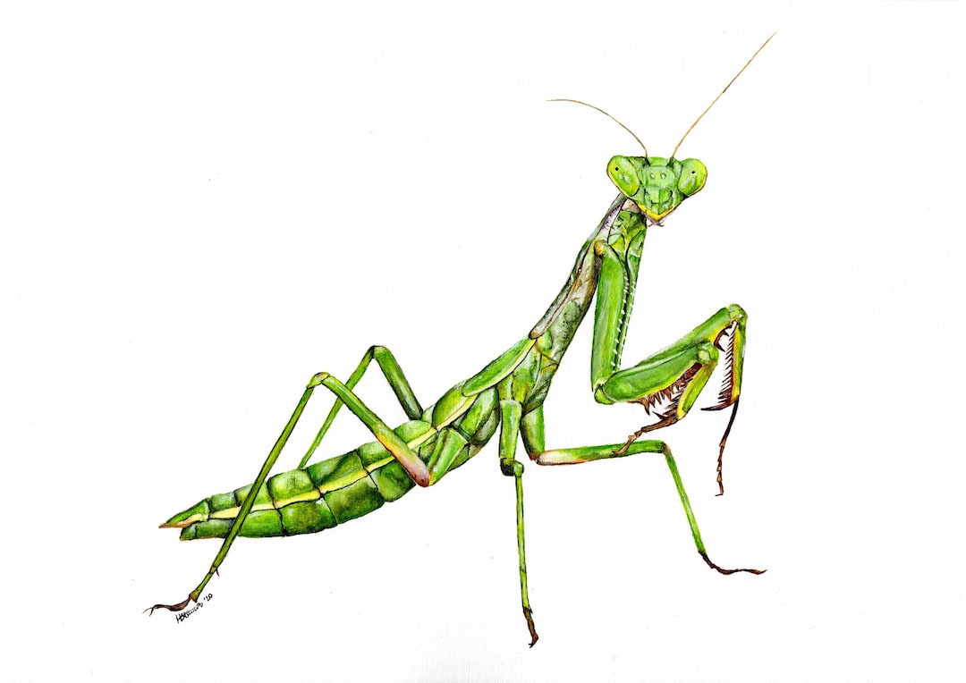 Acrylic Praying Mantis Painting, Mantis Artwork, Praying Mantis ...