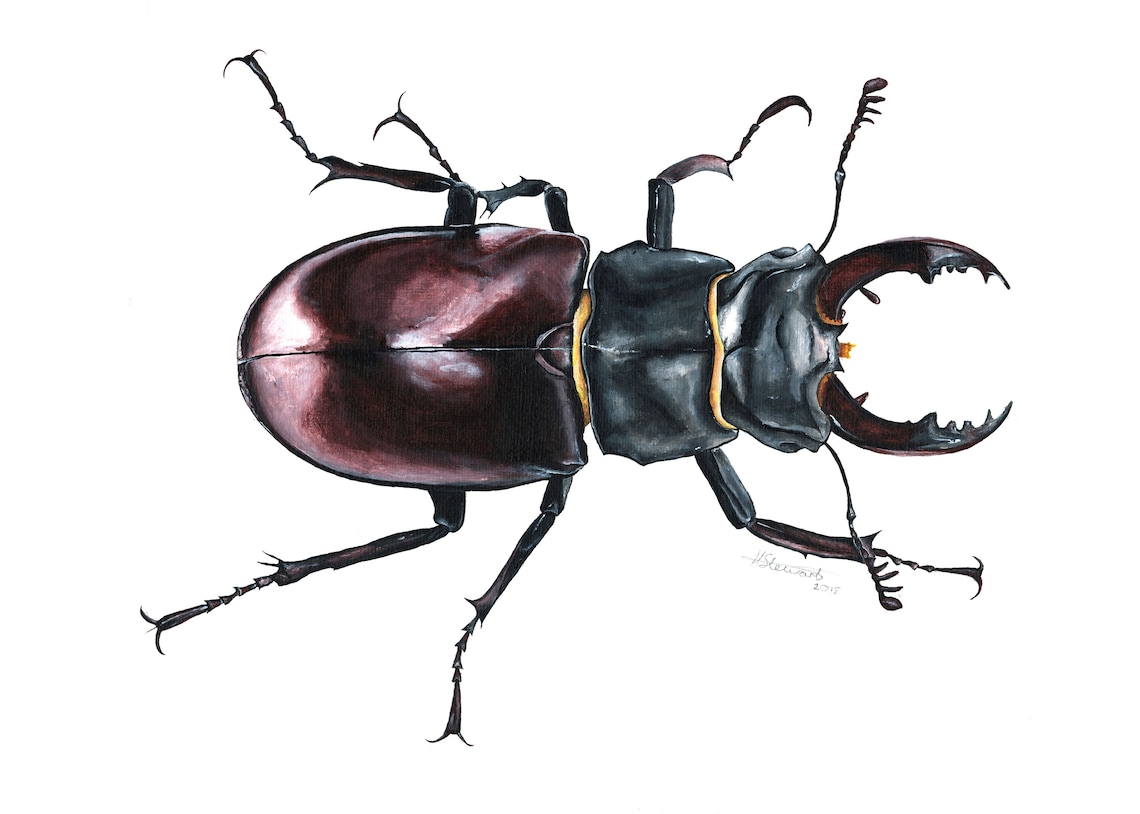 Stag Beetle Print, Beetle Artwork, Beetle Painting, Stag Beetle, Beetle ...