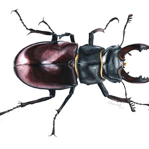 Stag Beetle Print, Beetle Artwork, Beetle Painting, Stag Beetle, Beetle ...