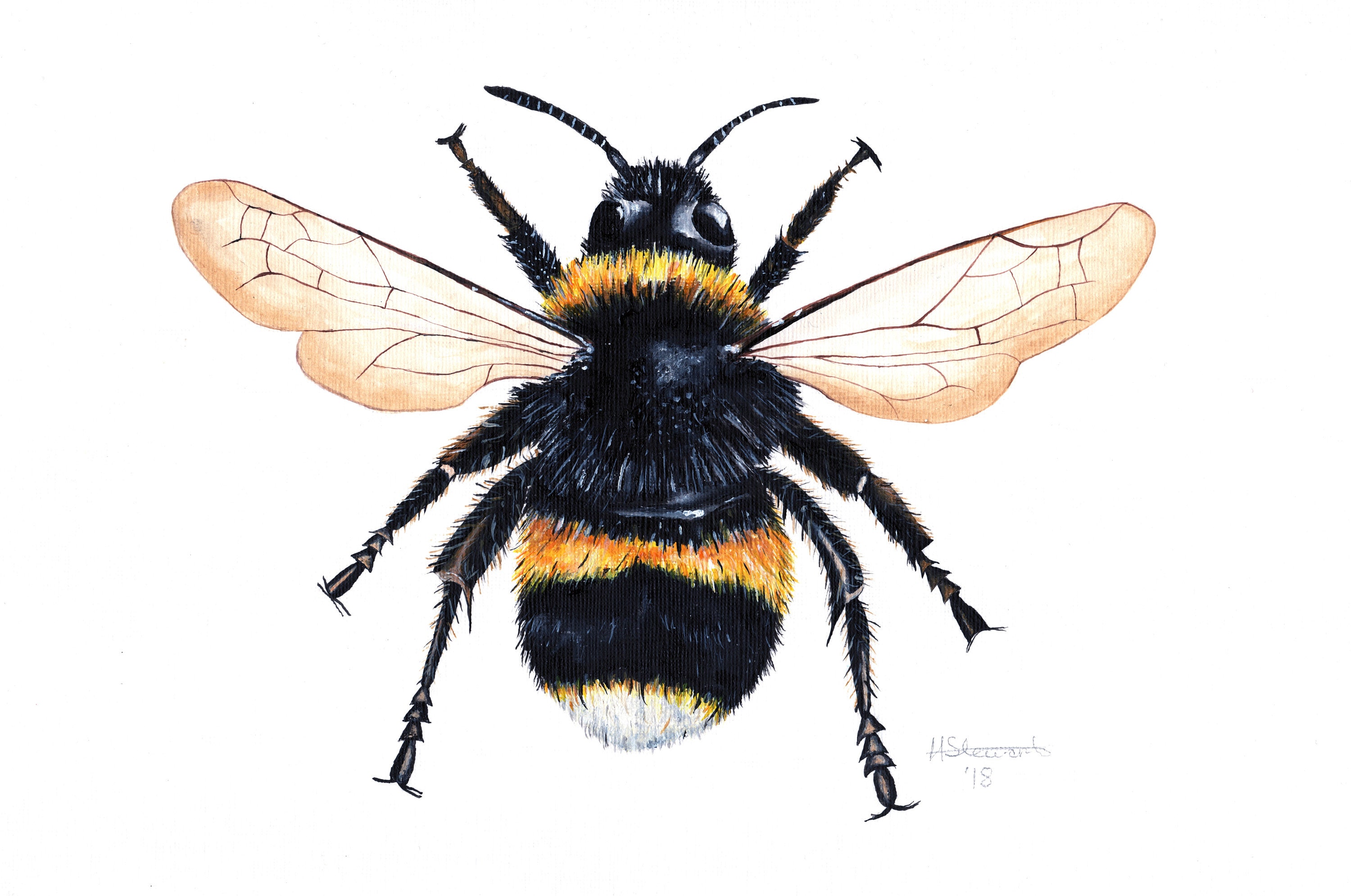 Bumblebee Card Bee Card Greetings Card Insect Card Bug - Etsy