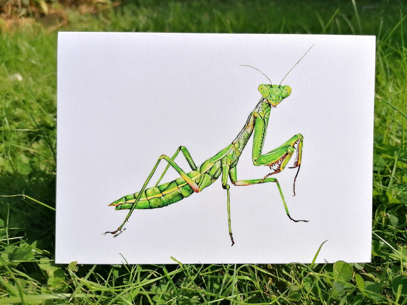 Praying Mantis Card, Greetings Card, Insect Card, Bug Card, Animal ...