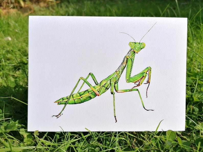Praying Mantis Card, Greetings Card, Insect Card, Bug Card, Animal ...